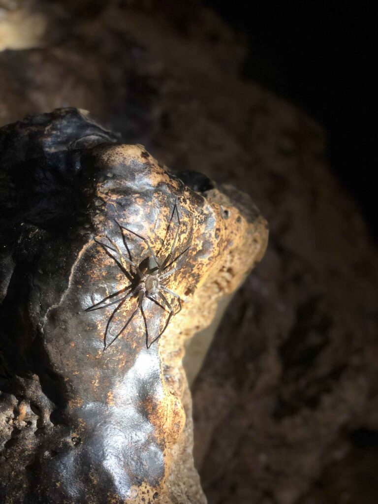 Belize Waterfall Cave Tour - Explore 7 Waterfalls in Belize